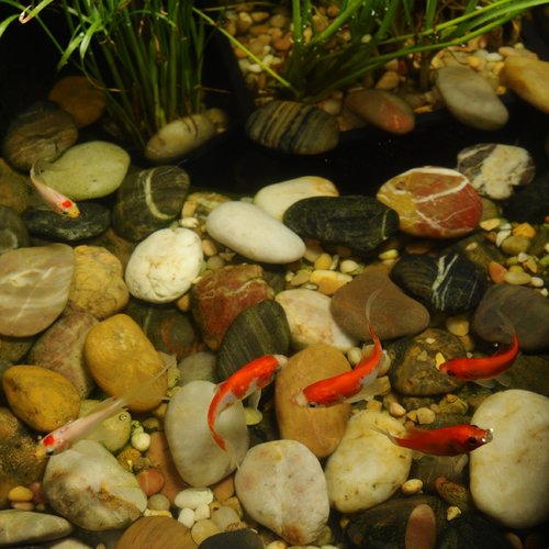 Beneficial Bacteria in Your Pond – TotalPond