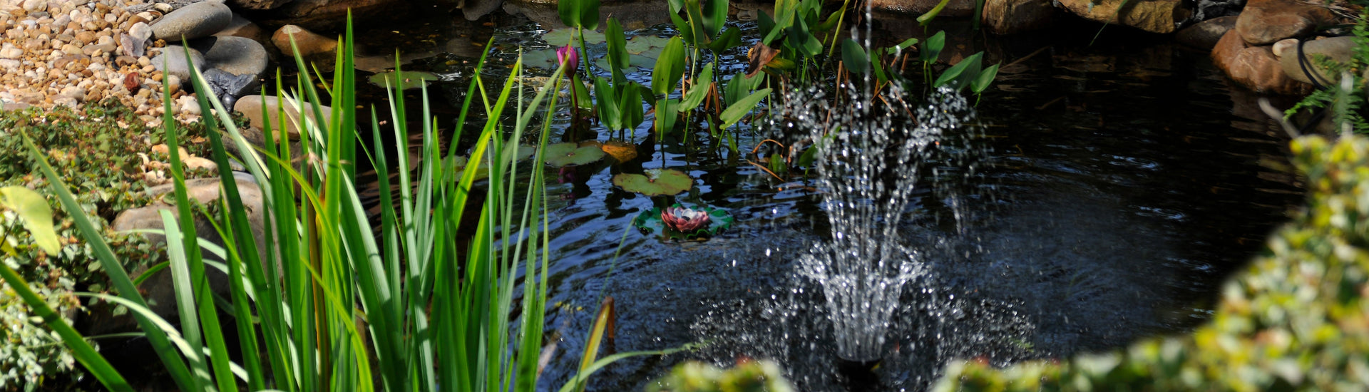 TotalPond Water Gardening